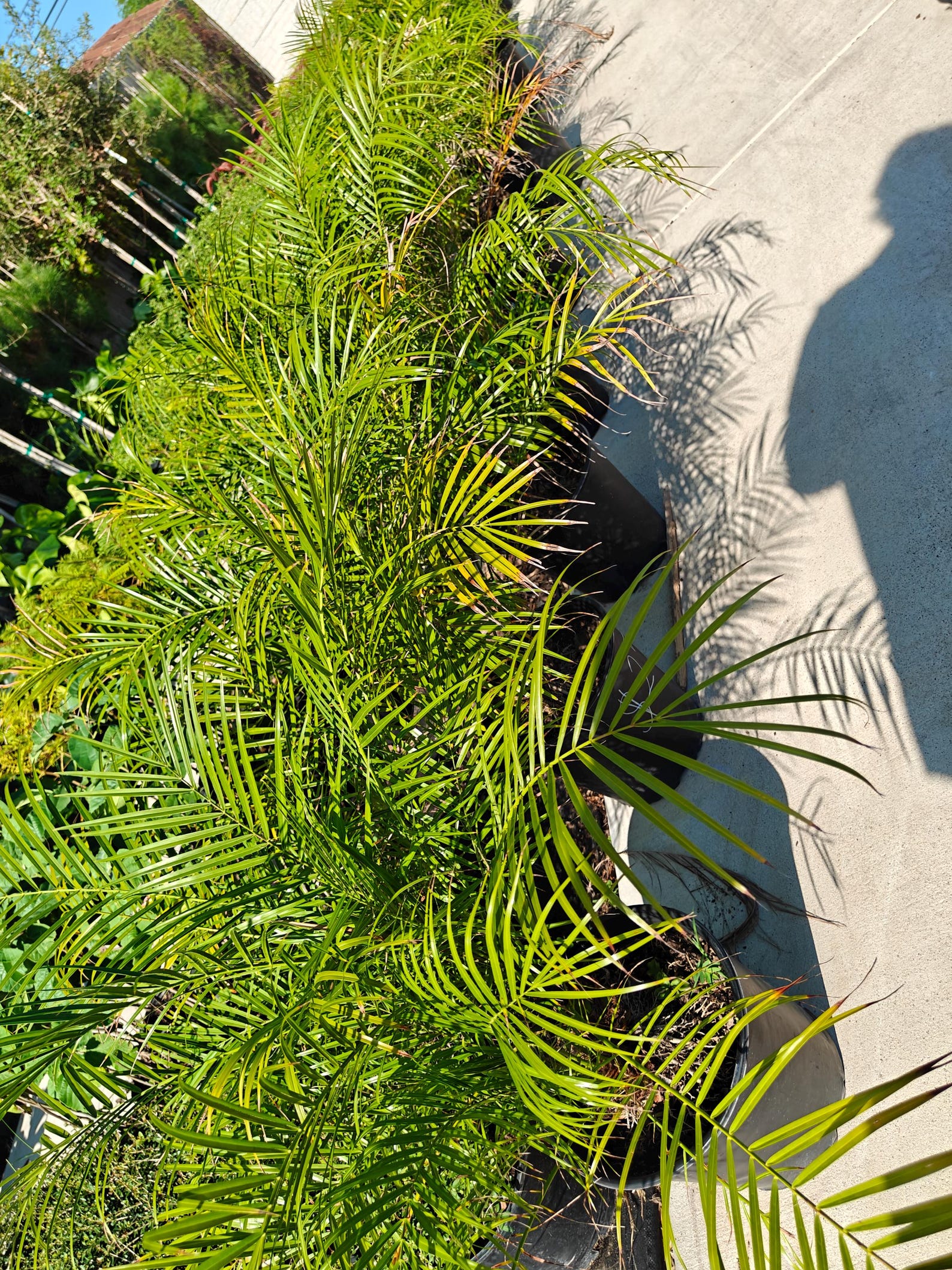 Robellini Palm Tree: 3 Gallon Potted Plant - Etsy
