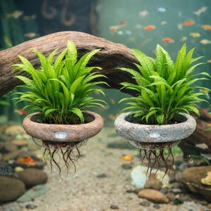 Aquarium Stone Plant Anchor, Glass Mount Aquarium Planter, Suction Cup ...
