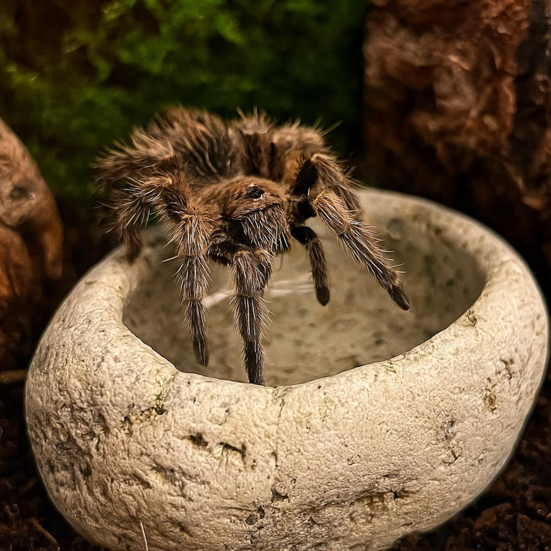 Tarantula Water Dish | Natural River Stone Bowl | Mini Pebble Water ...
