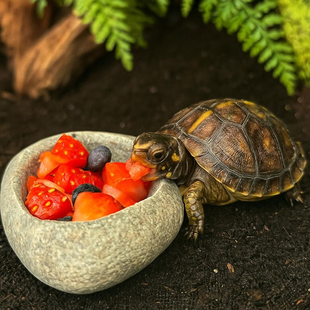 Baby Box Turtle Feeding & Water Dish | Natural River Stone Bowl ...