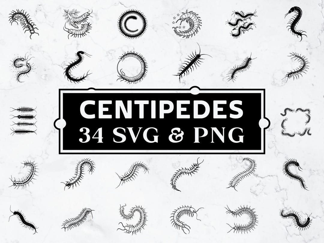 Centipede SVG PNG Clipart Bundle, Insect Vector Graphics (digital ...