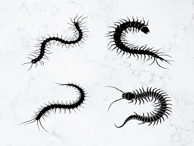 Centipede SVG PNG Clipart Bundle, Insect Vector Graphics (digital ...