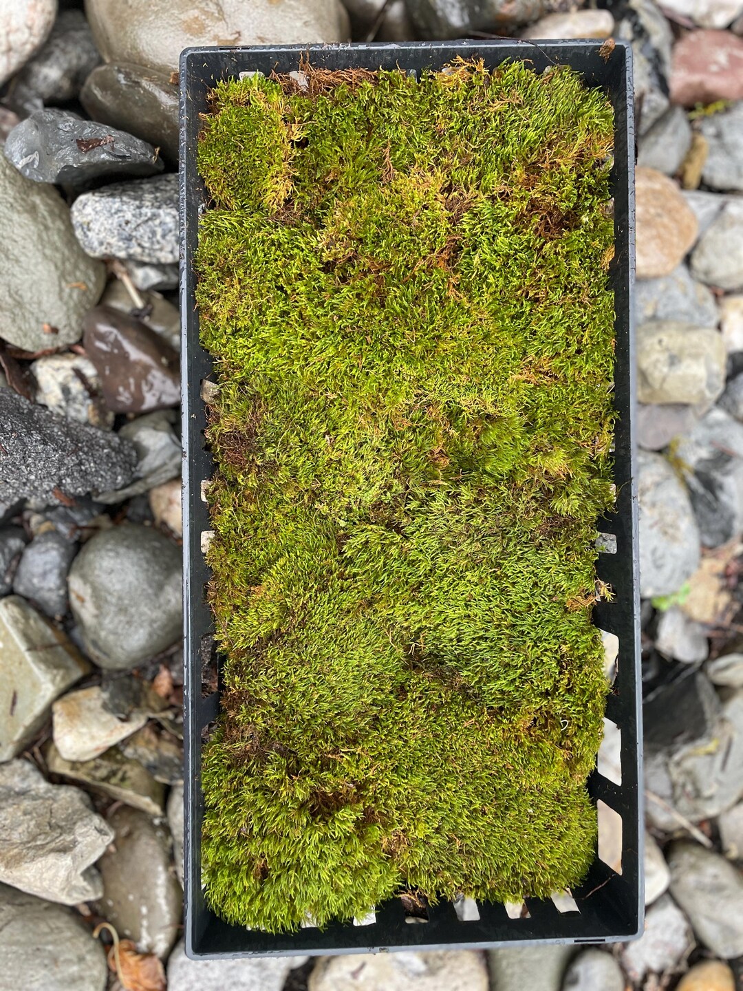 Bulk Live Tree Apron Moss (5 Sq Ft to 250 Sq Ft) - Anomodon Attenuatus ...