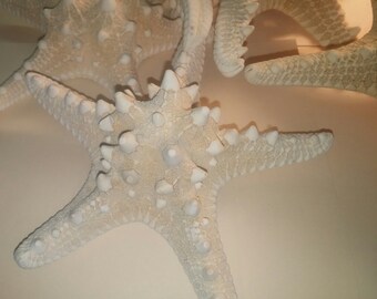 Real Jungle Mud Starfish Orange Brown Amber color 3 pcs 2 to | Etsy