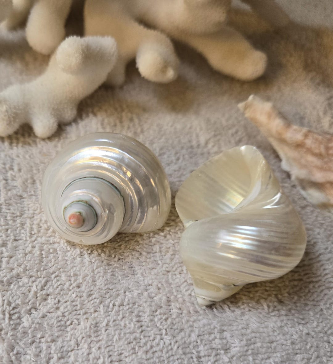 1 to 200 Pearl Turbo Delphinula Silver Shells Snail Iridescent Pearl ...