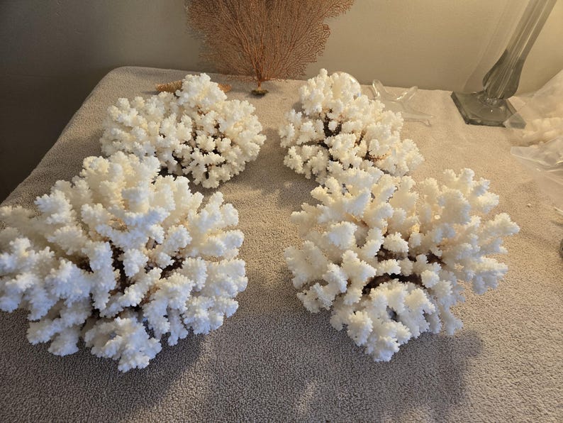 Real Coral Reef Large Brown Stem Coral Natural 3 to 5" up to 7 to 9" or ...