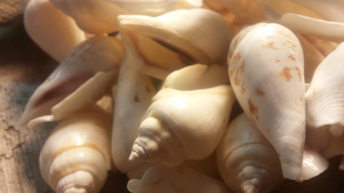 2 to 25 White Chulla Strombus Small Shells Wedding Vole SHELLS - Etsy