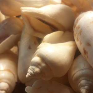 5 White Chulla Strombus Small Shells Wedding Vole SHELLS 5 Pieces ...