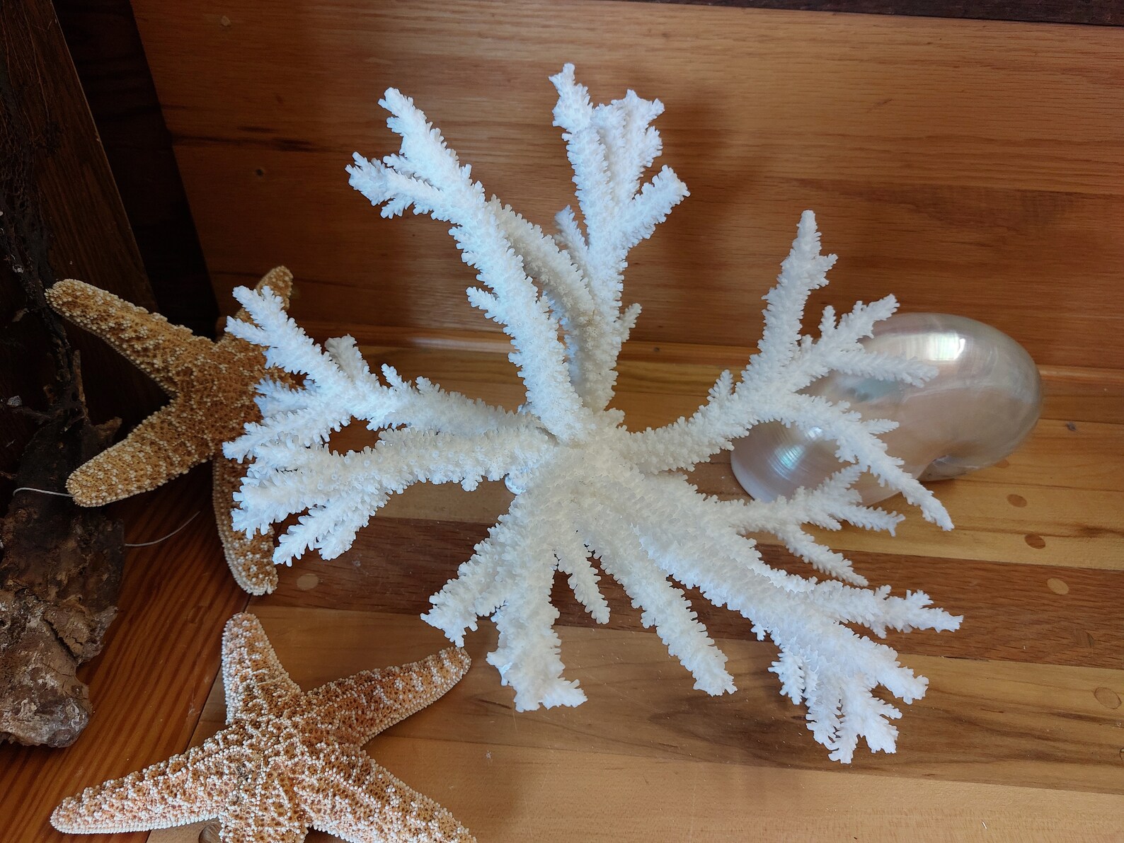 Real Coral White Finger Horn Coral Reef Natural 9 to 14 1/2 " Inch Sea ...