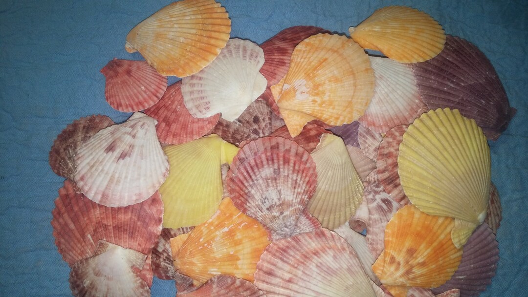 5-50 Pecten Pectin Nobilis Scallop Colorful Seashell 1 1/2 Upto 3 1/2 ...