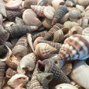 1 Oz to 12 Oz Tiny Indian Shells Mix Natural Earth Tones - Etsy