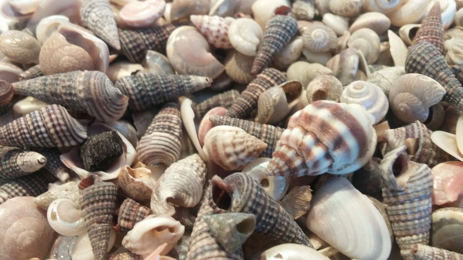 1 Oz to 12 Oz Tiny Indian Shells Mix Natural Earth Tones - Etsy