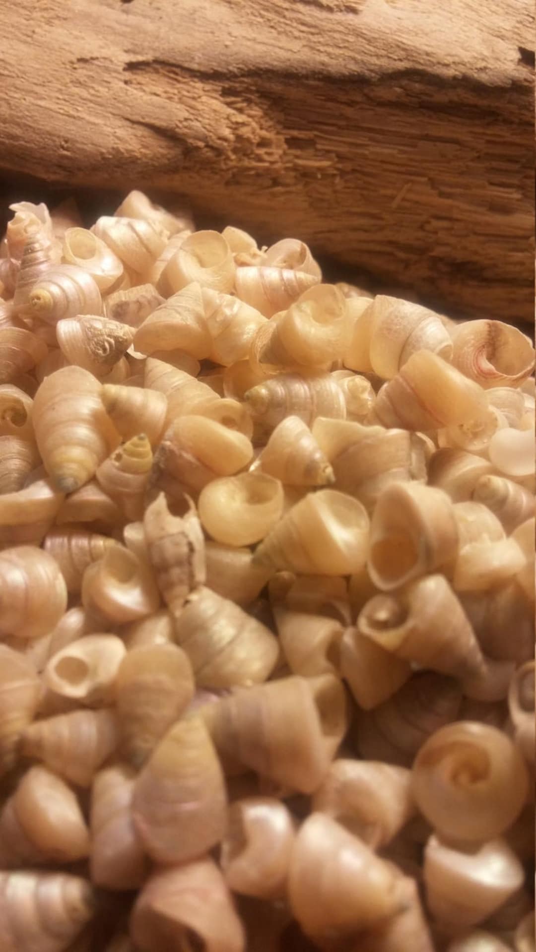 Tiny Pearl Triangle Silver Gold Snail Shells 1oz 1/2 Cup Top Seashell ...