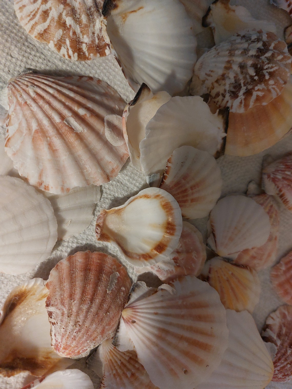 Pecten Pectin Vexillum Pastel Scallop Shell 2nd Quality 5-100 Pcs Sea ...