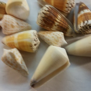 1 to 12 Small to Large Cone Shells Beige Earth Tones Seashell 1" to 3 1 ...