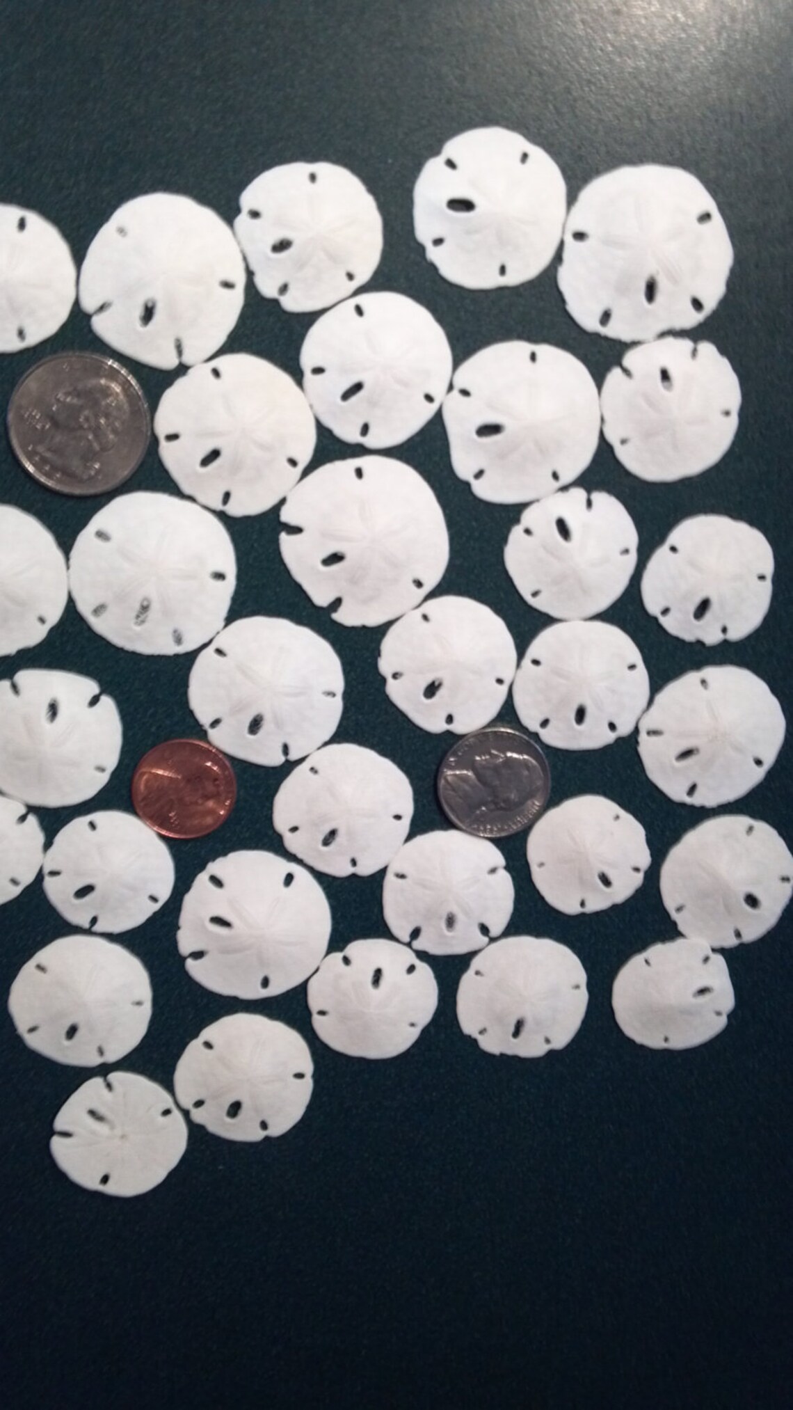 5 to 500 Tiny Small Sand Dollars White 17/32- 1/2"to 1 1/8-1 1/4" Tiny ...