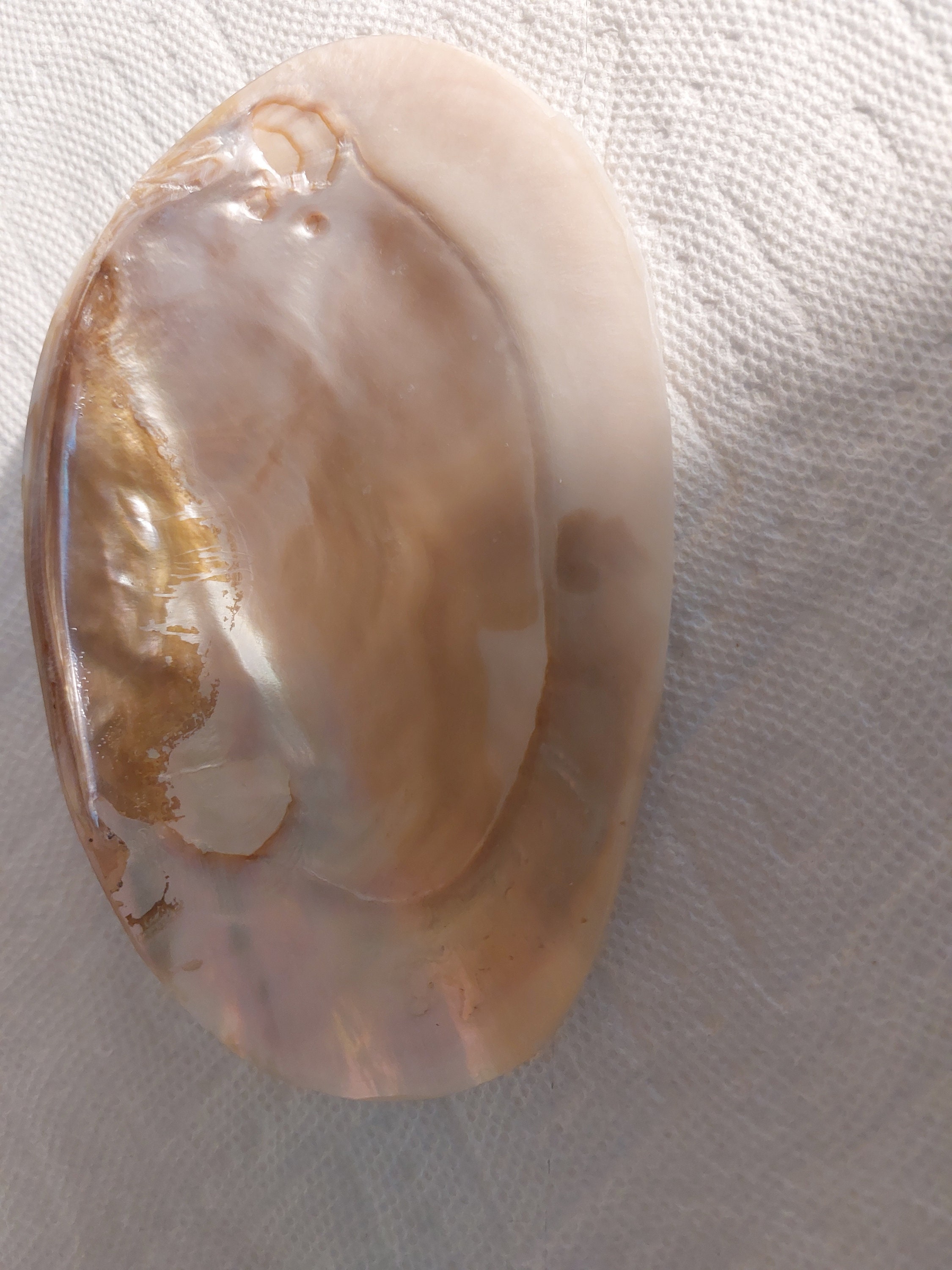 XL Mother of Pearl Mop Half Shell Clam Iridescent Extra Large Mother-of ...