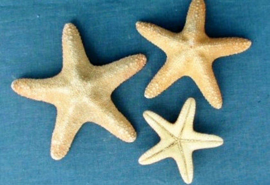 Real Jungle Mud Starfish Orange Brown Amber Color 3 Pcs 2 to 3 1/2" or ...