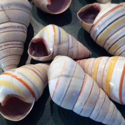 Bulk Haitian Tree Snail Shells candy Snail Shells Rainbow - Etsy