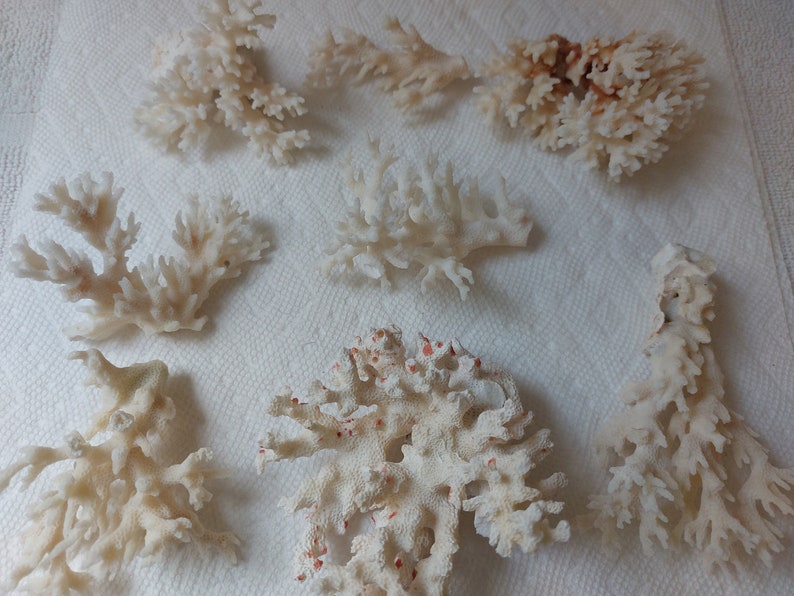 1 to 4 Pieces White off White Real Coral Reef Assorted Stem - Etsy