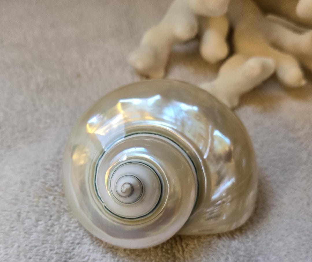 1 Jade Pearled Turbo Snail Iridescent Pearl Silver Gold Green Hues 2 3/ ...
