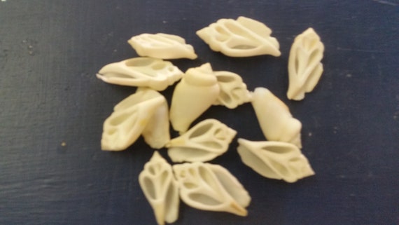 3 Canarium Cut Shell 1 3/4 to 3 Inch 3 to 7 Cm Beach - Etsy