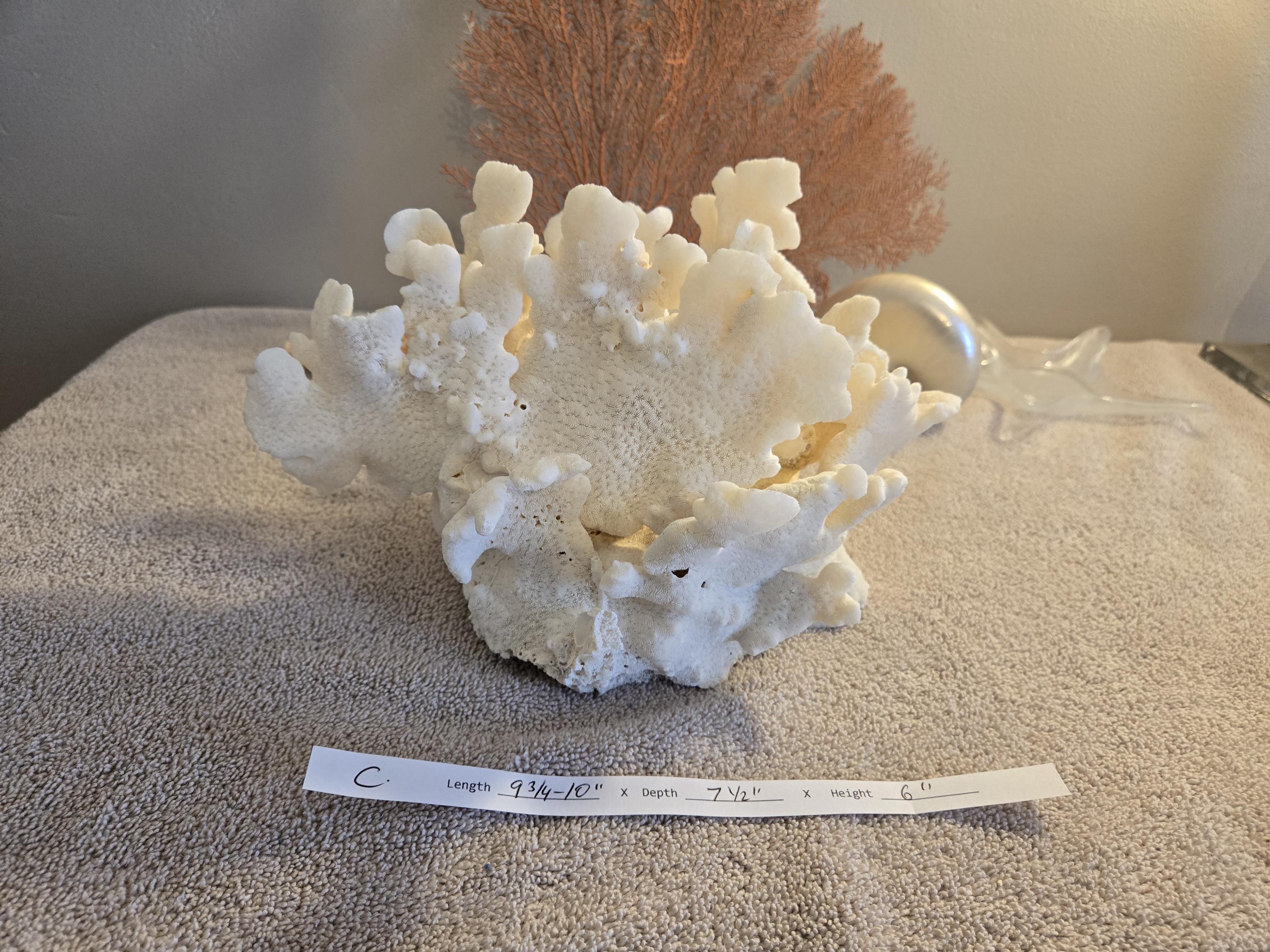 Real Genuine Sea White CACTUS 100% Natural Coral Reef Aquarium Approx ...