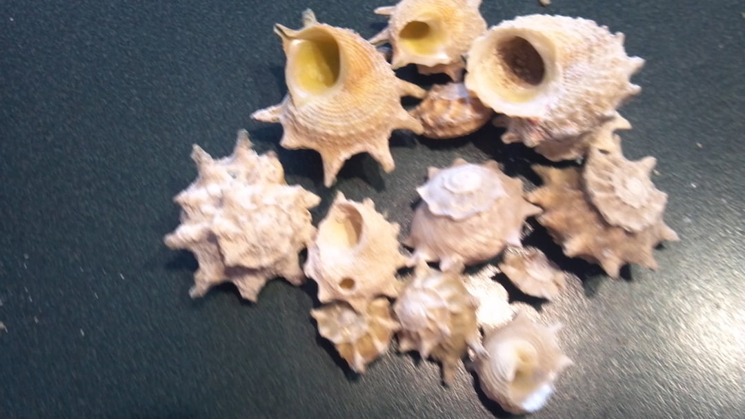 1 to 100 Astrea Calcar Turban Spurred Shells Natural Cream Silver Pearl ...