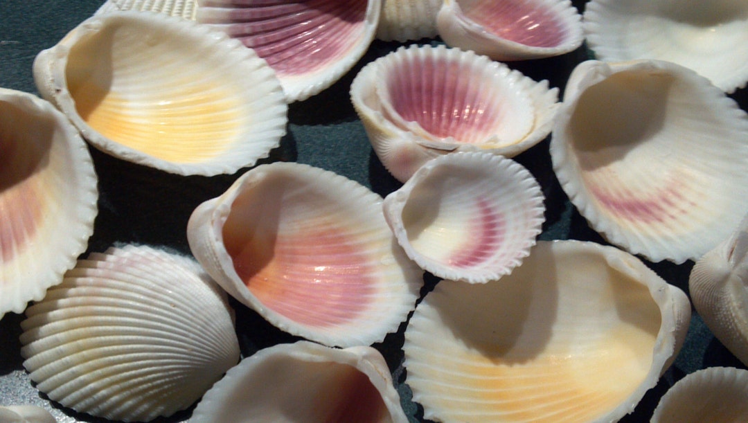 10 to 1000 Medium Rose Pink Yellow Cockle Shell 1-2" 2.5- 5.5 Cm Rose ...