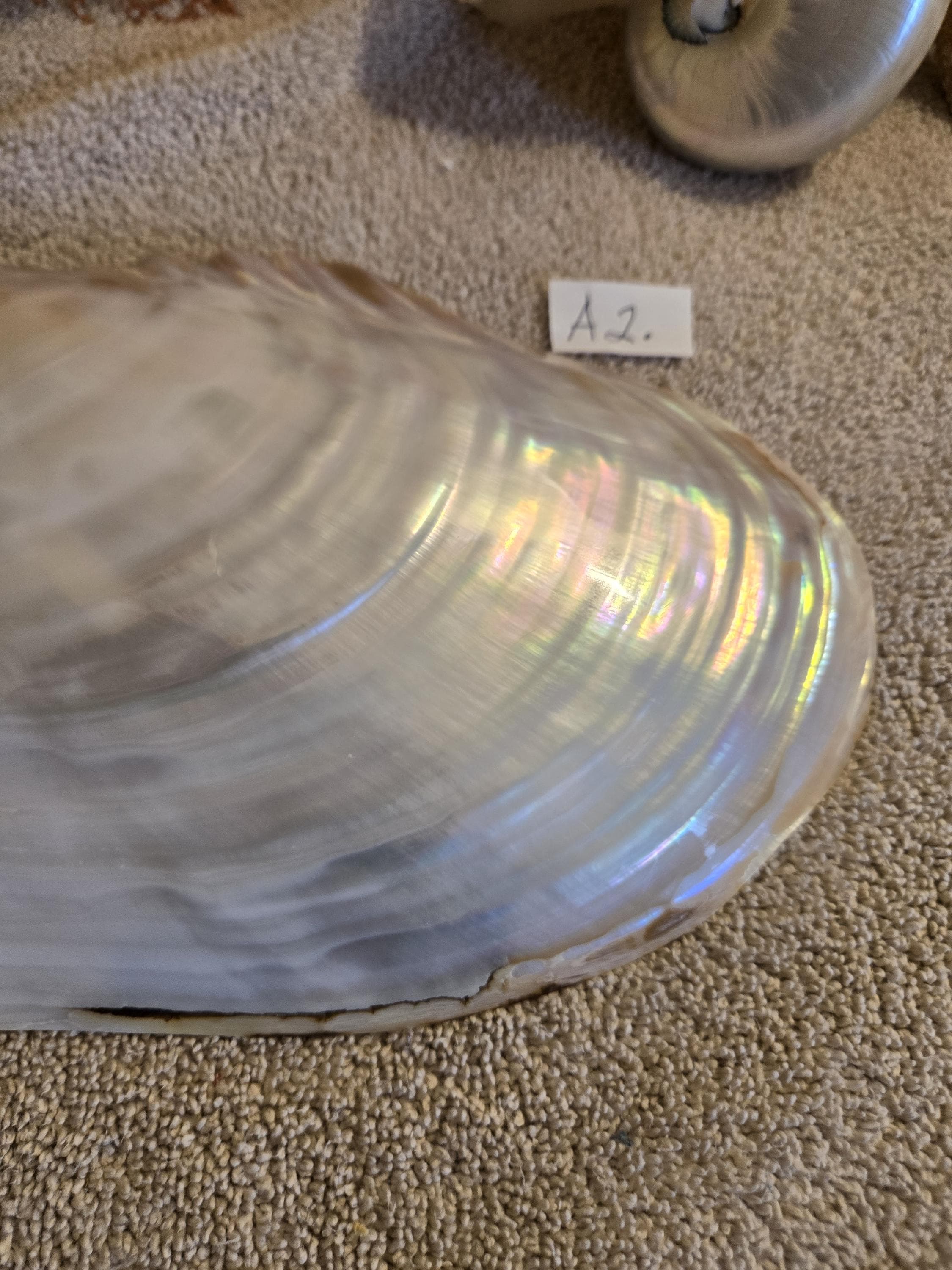 XL Mother of Pearl Mop Half Shell Clam Iridescent Extra Large Mother-of ...