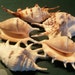 1 to 6 Pieces Spiny Conch Murex Seashells Shells 5 to 6 1/4" (12 to ...