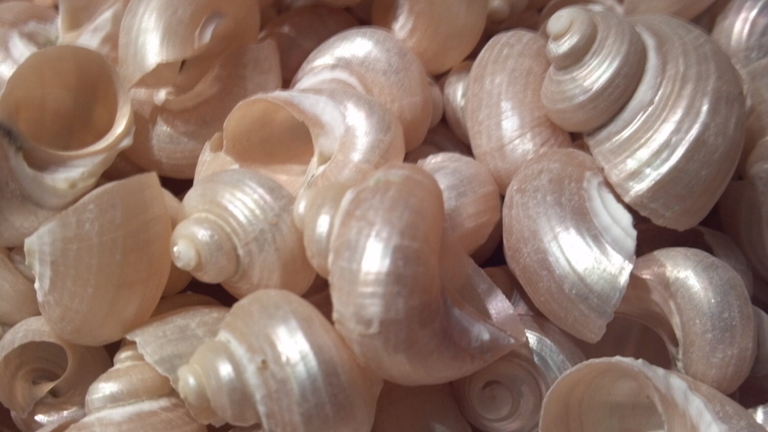 1 to 200 Pearl Gold Turbo Shells snail Iridescent Pearl Turbo | Etsy