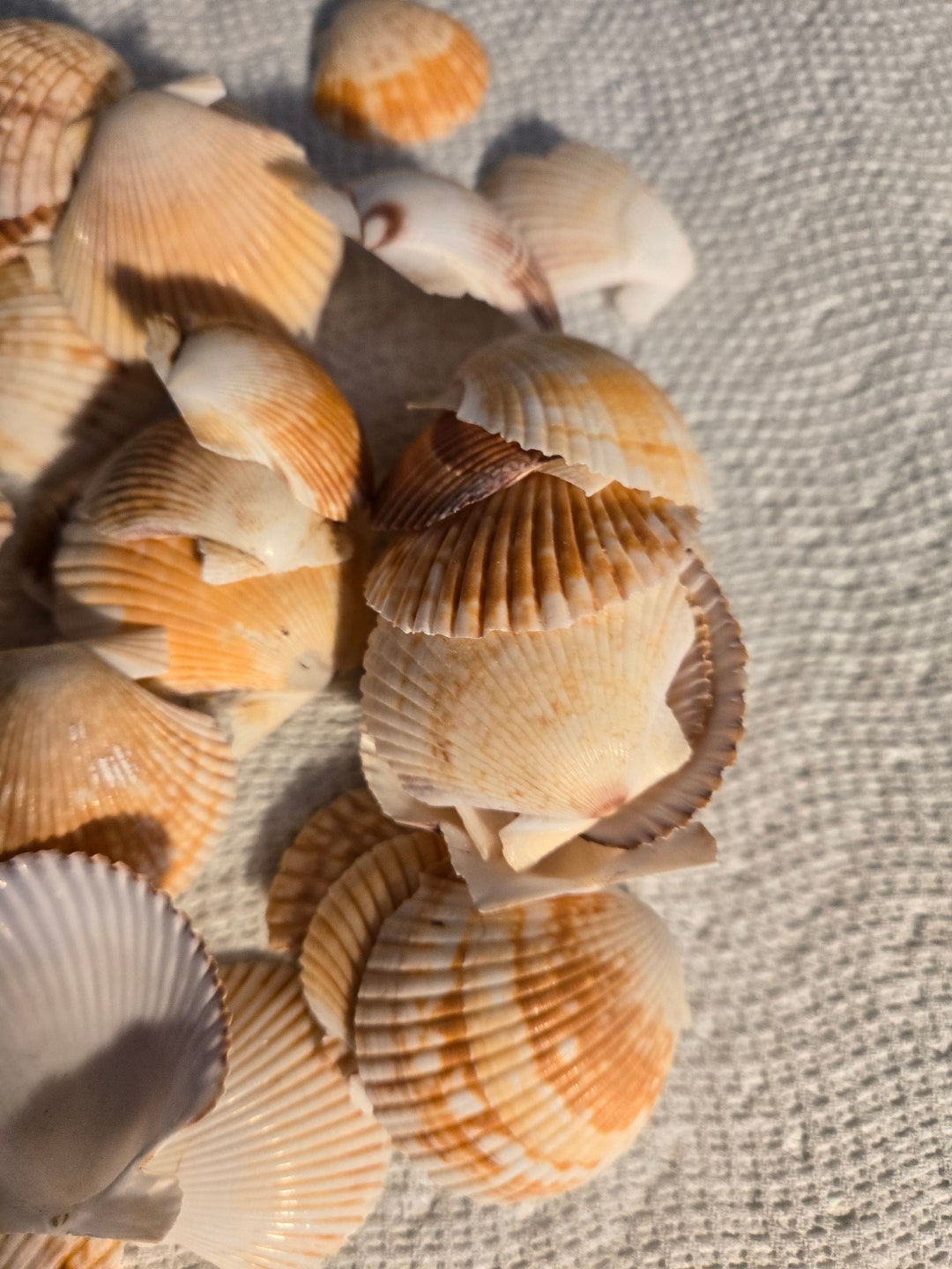 BEIGE Brown Earth Tones Pecten Pectin Scallop 1 -2.5" Shells 5 - 100 ...