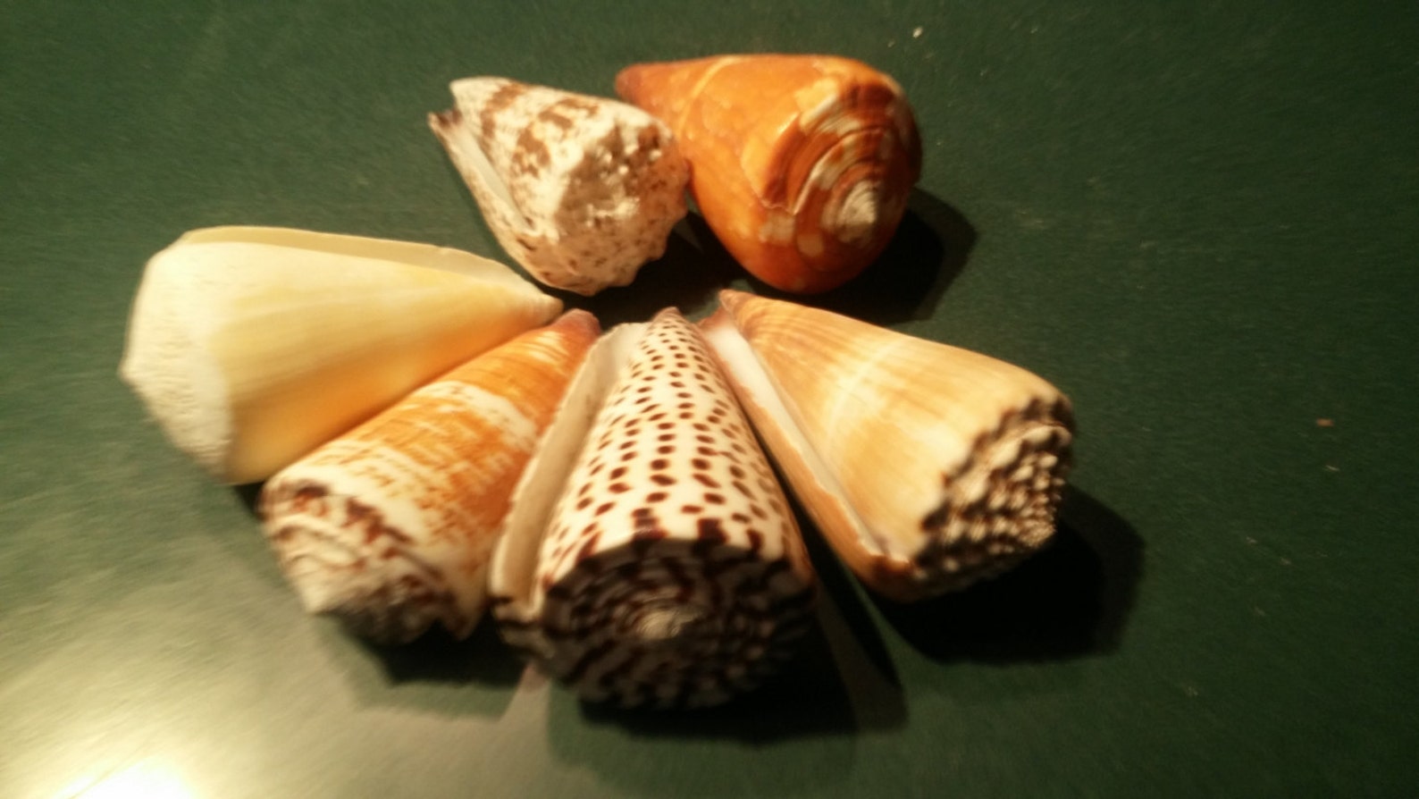 1 to 12 Small to Large Cone Shells Beige Earth Tones Seashell | Etsy