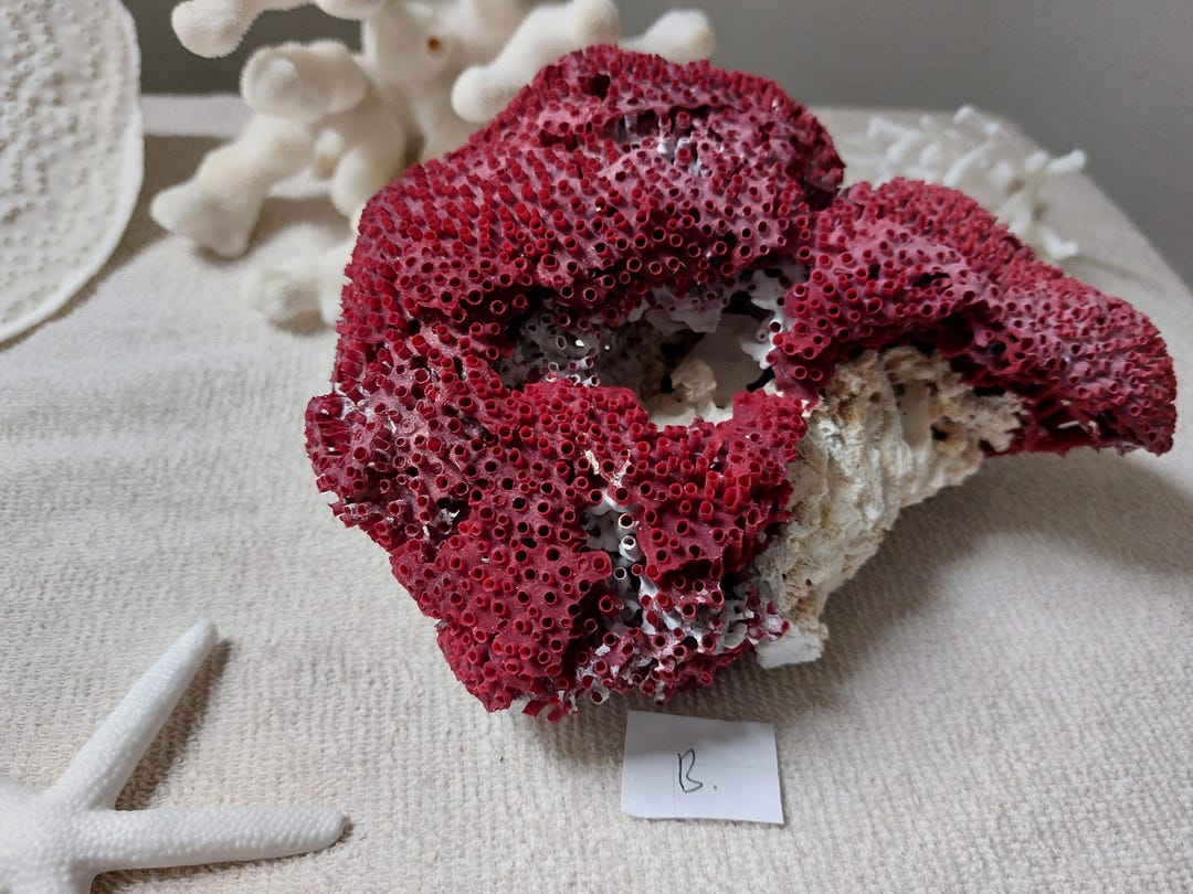 Real Coral Reef Red Pipe Organ Coral Natural 3 to 5" or 4 1/2" to 6" or ...