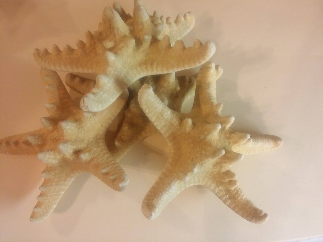 Brown Knobby Jungle Mud Like Starfish Orange Brown Amber Color 1 to 6 ...