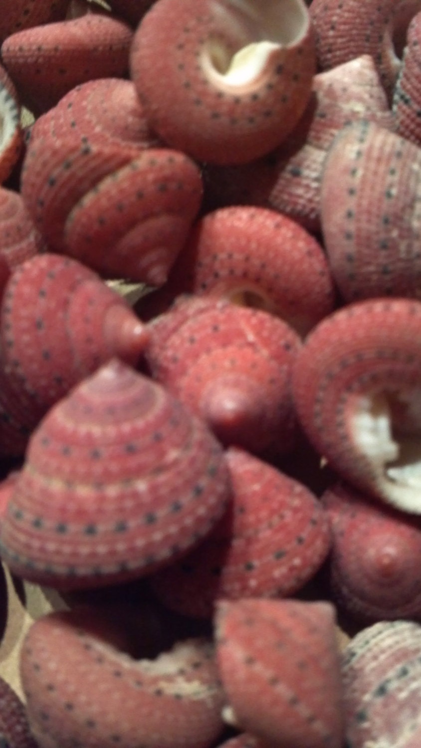 Strawberry Top Snail Shells Seashell Red 1/2 .5 to | Etsy