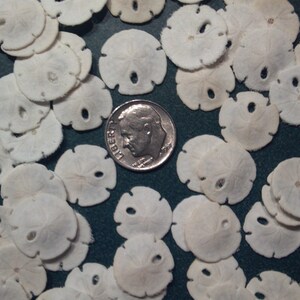 1 to 100 Mini Tiny Sand Dollars White 1/4" to 1 7/8" 2" Inch Arrowhead ...