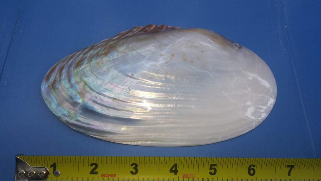 XL Xxl Mother of Pearl Mop Shell Clam Iridescent Extra Large Mother-of ...