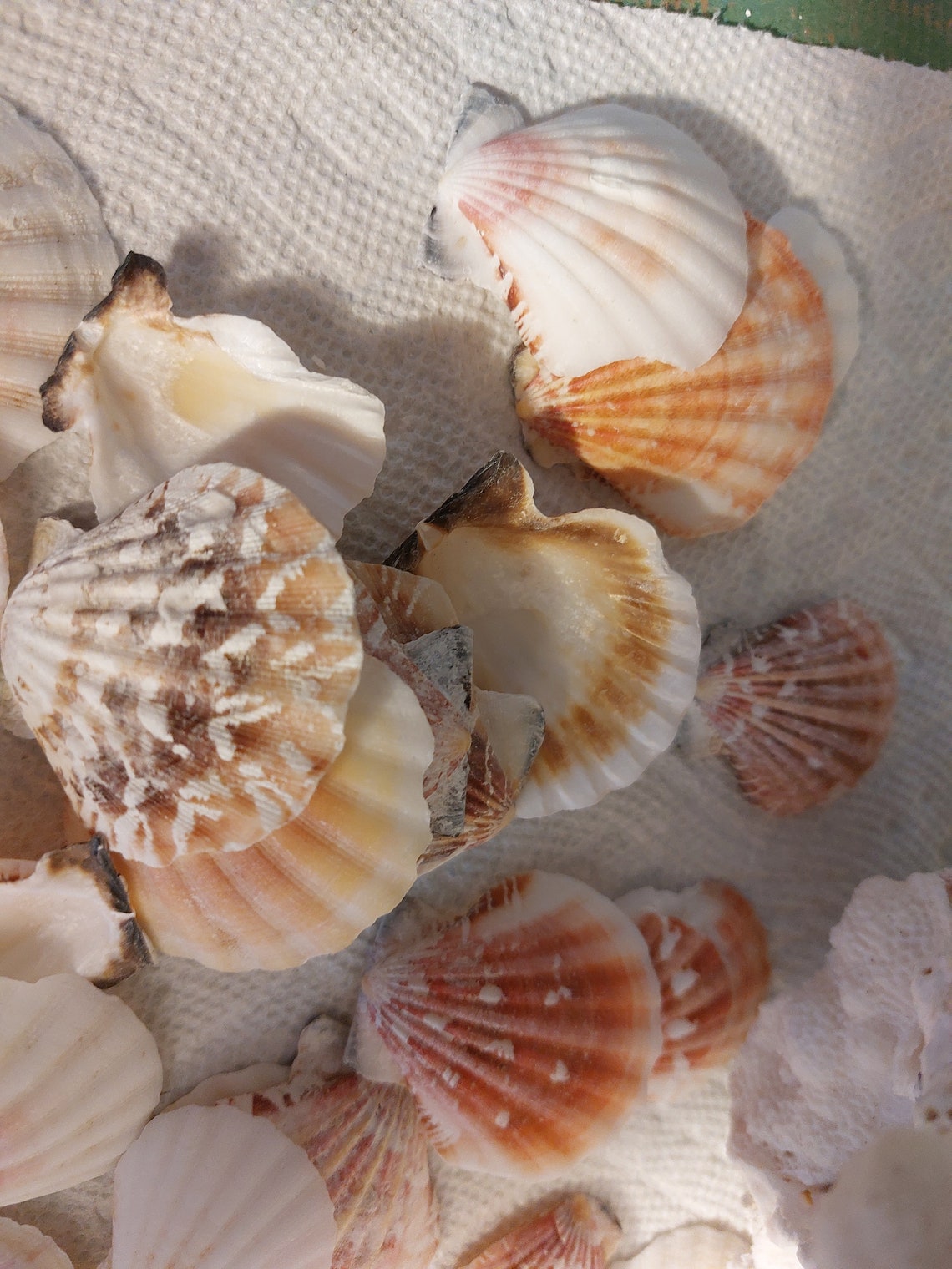 Pecten Pectin Vexillum Pastel Scallop Shell 2nd Quality 5-100 Pcs Sea ...