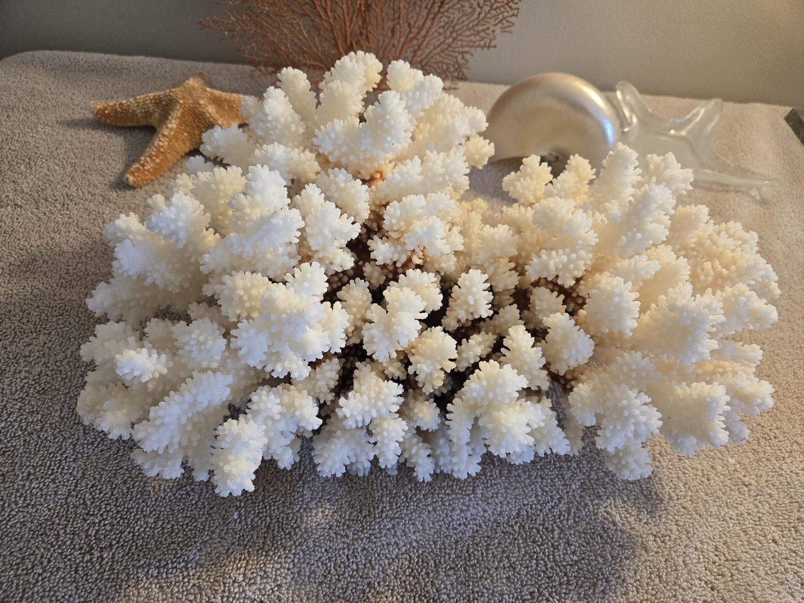 Real Coral Reef Large Brown Stem Coral Natural 3 to 5" up to 7 to 9" or ...