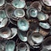 25 to 500 Limpet Shells Seashells Aqua Blue Teal Green Limpet Small ...
