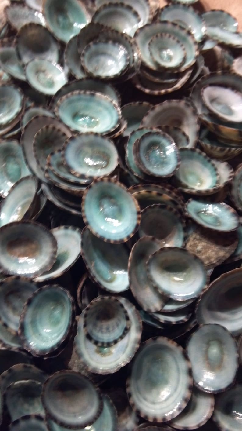 25 to 500 Limpet Shells Seashells Aqua Blue Teal Green Limpet | Etsy