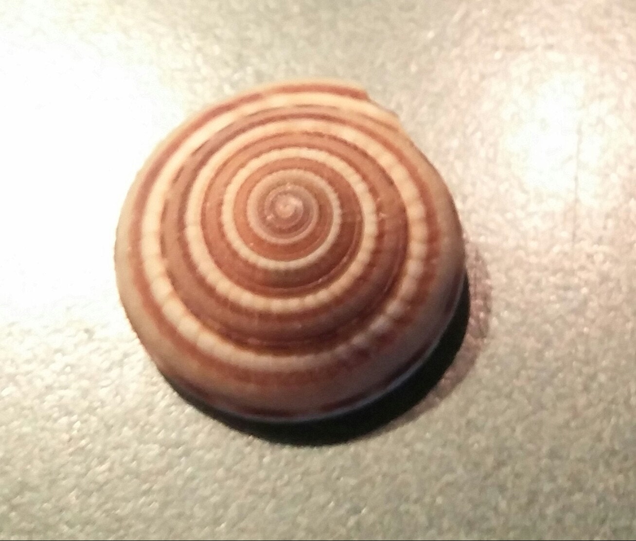 1 to 75 Sundial Shells Seashell Beige Earth Tone Shells - Etsy