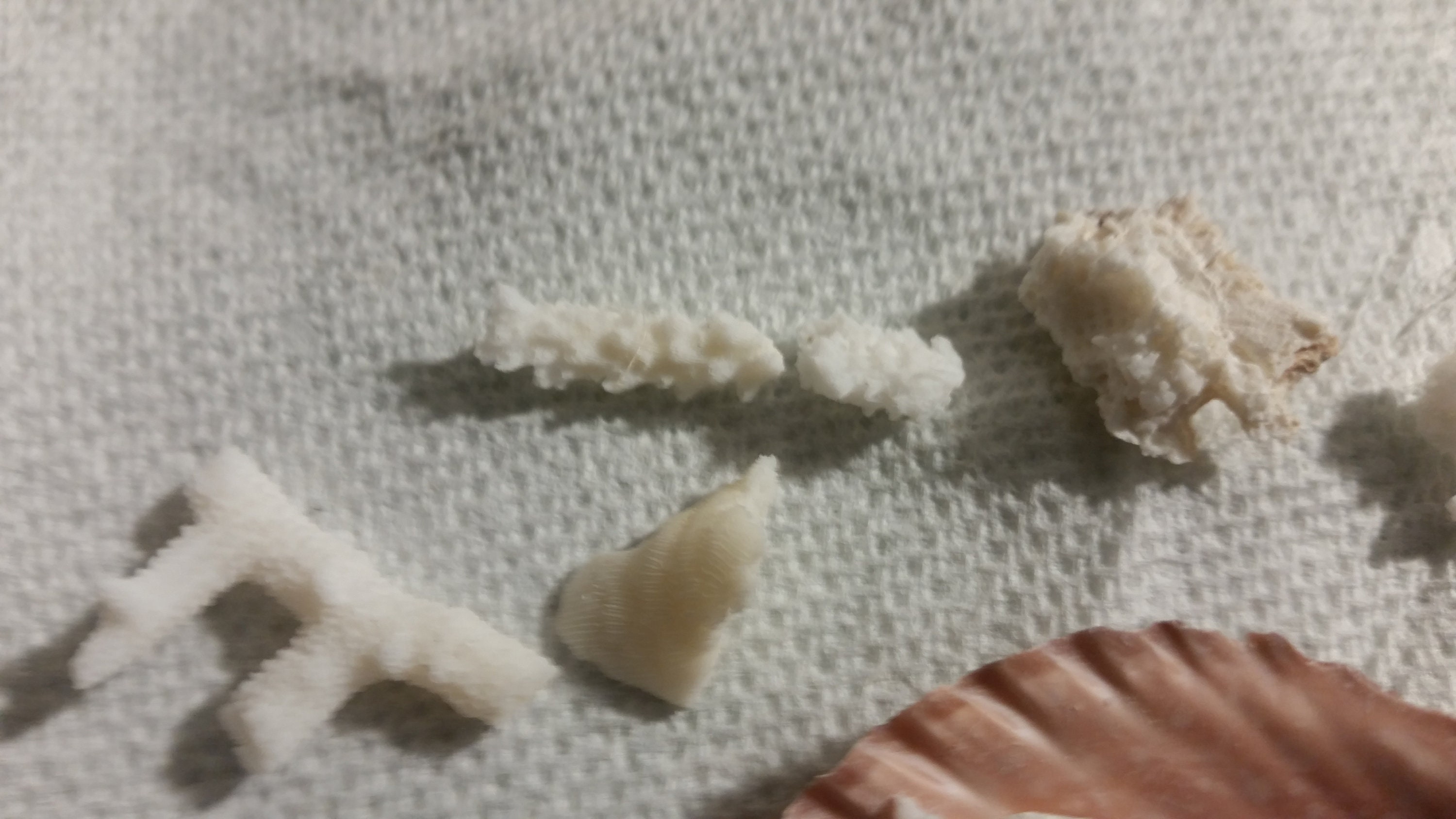 5 to 25 Broken Coral Pieces Real Coral Reef Assorted Lace | Etsy