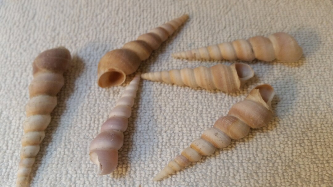 1 to 500 TEREBRA Turritella Duplicata Whole Shells Jewelry and Craft ...