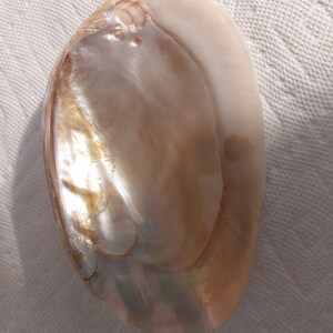 XL Mother of Pearl Mop Half Shell Clam Iridescent Extra Large Mother-of ...