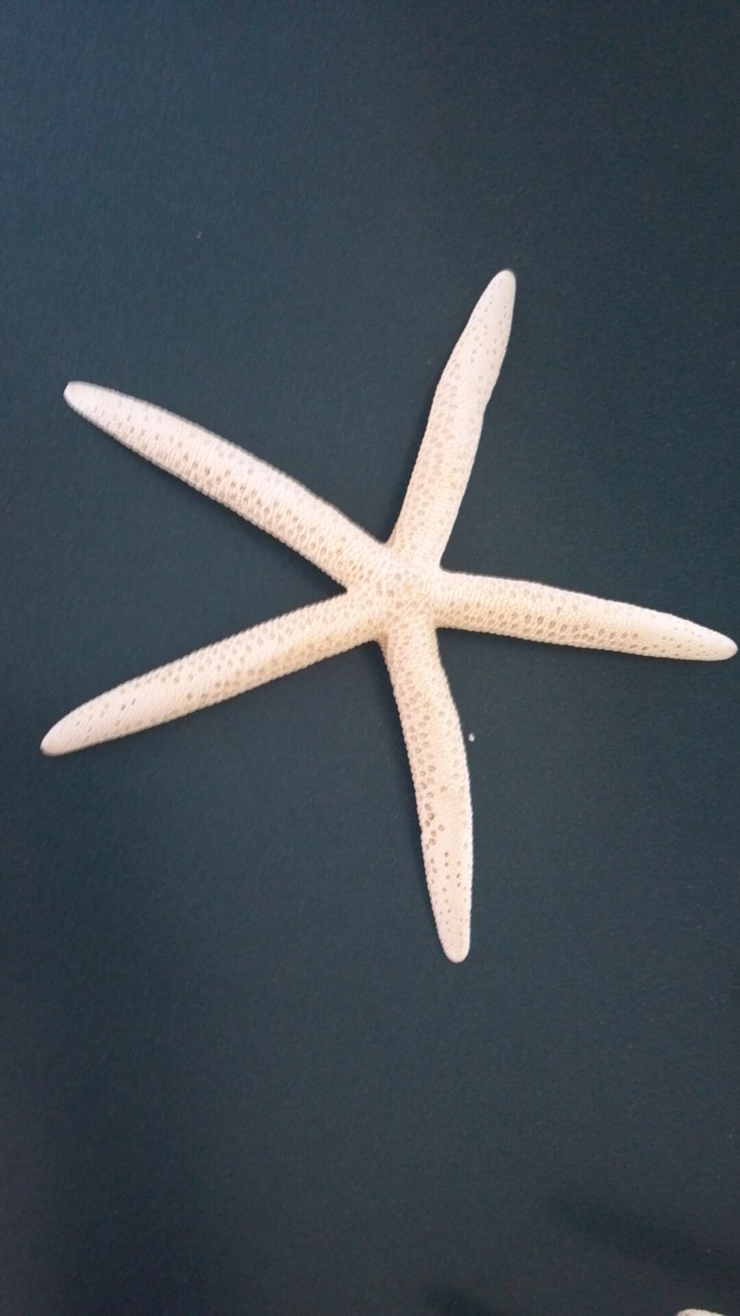 3 to 10 Pieces XL XXL Extra Large Pencil Finger Starfish 7" to 10" Inch ...