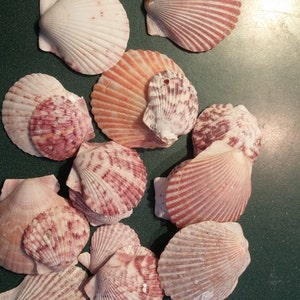 1 to 12 Calico Bay Scallop Pectin Pecten Shells Seashell White and Pink ...