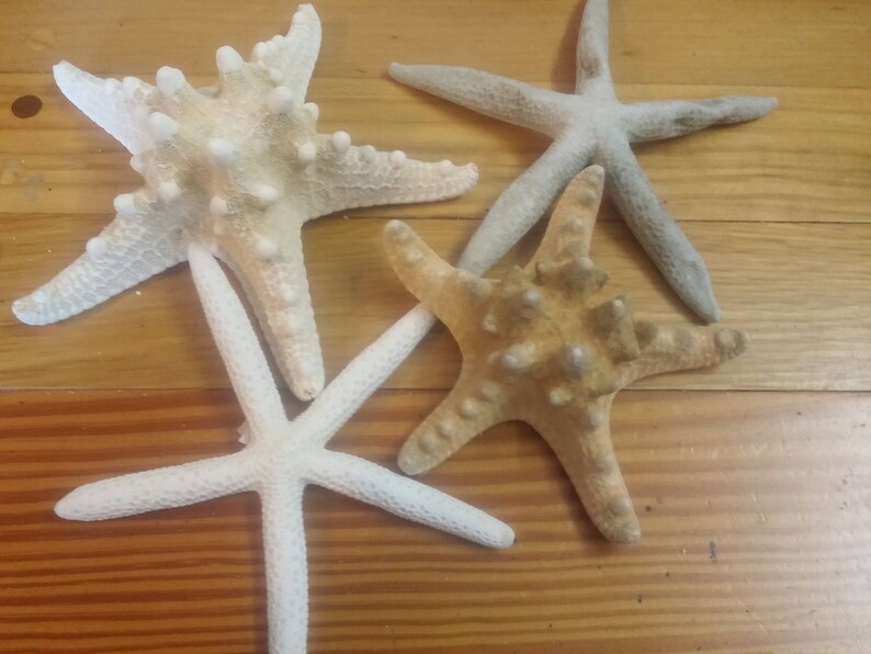 4 Pcs Mixed Starfish Collection Mud Starfish off White and - Etsy